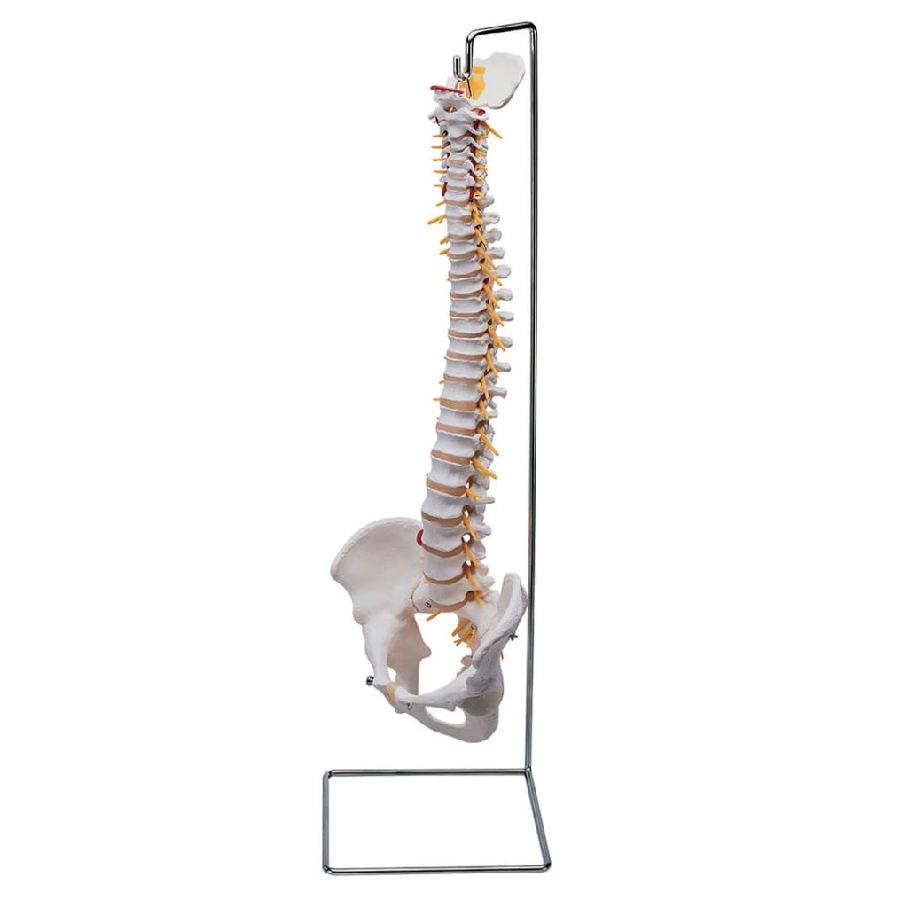 Training Model - Flexible vertebral column with stand - ARASCA Medical ...